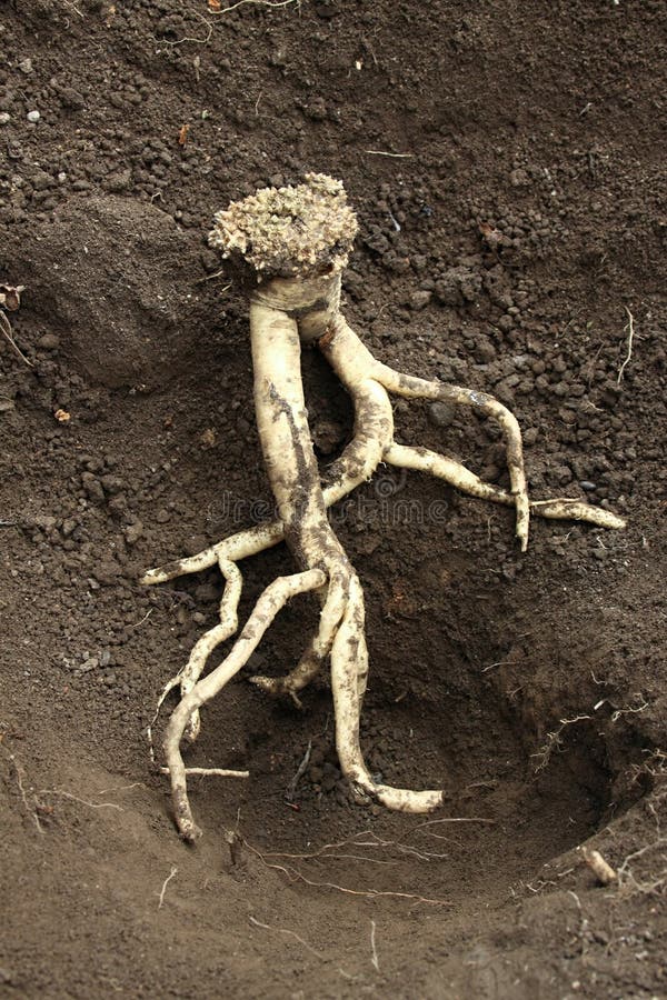 Dang Shen Root or Poor Man`s Ginseng, Lat. Codonopsis Pilosula Stock ...