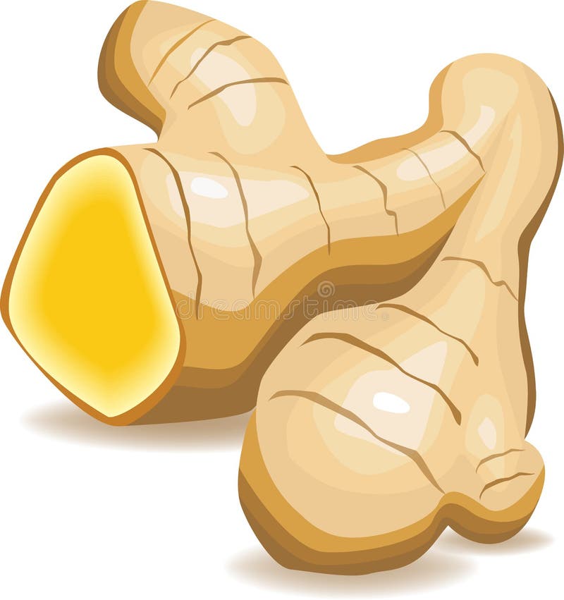 Ginger Vector Icon.Black Vector Icon Isolated on White Background ...