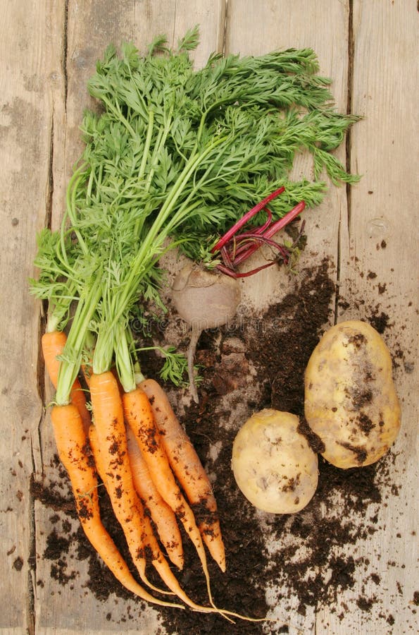 Fresh Cup of Root Garlic on White Background Stock Image - Image of ...
