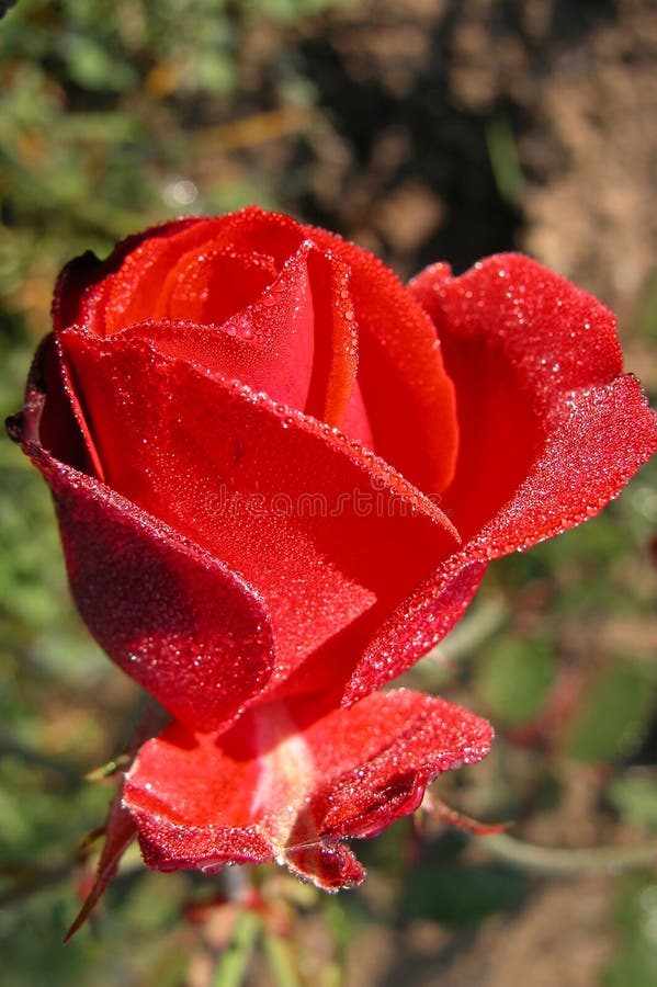 Fresh rose stock photo. Image of damp, sunrise, petals, rise - 680