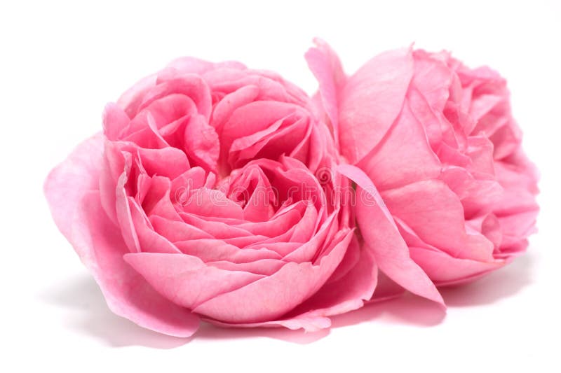 Fresh Rose stock image. Image of roses, southern, flower - 80677867