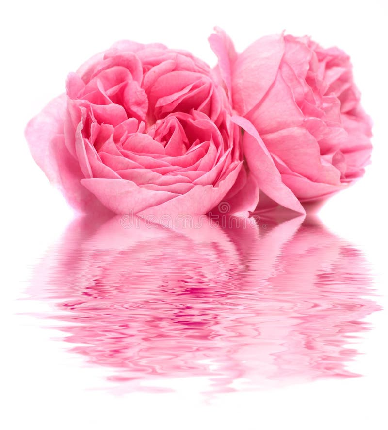 Fresh Rose stock image. Image of roses, southern, flower - 80677867