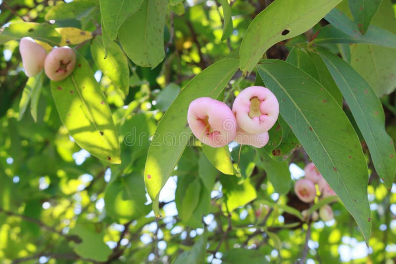 Fresh Rose Apples on Organic Fruit Trees Stock Image - Image of flower ...