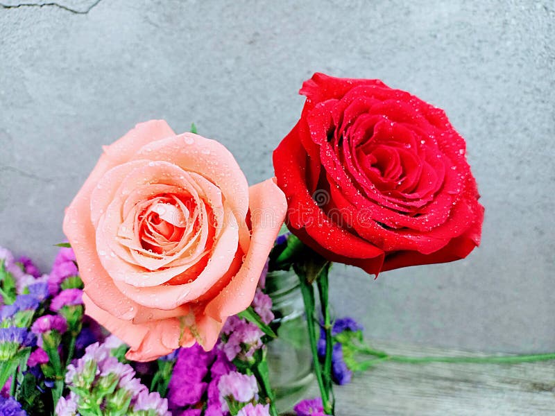 Fresh of rose flower stock image. Image of card, closeup - 149714899