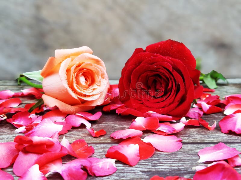 Fresh rose flower stock image. Image of closeup, color - 149711829