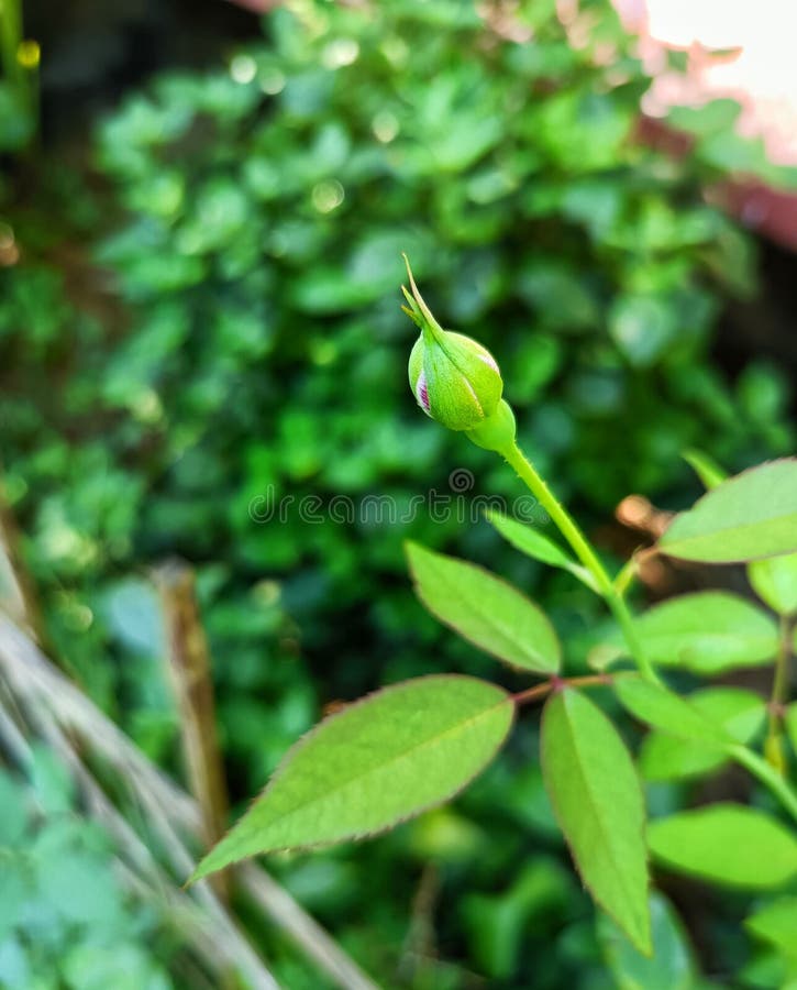 A Fresh Rose Flower Bud in the Garden Stock Photo - Image of wildflower ...