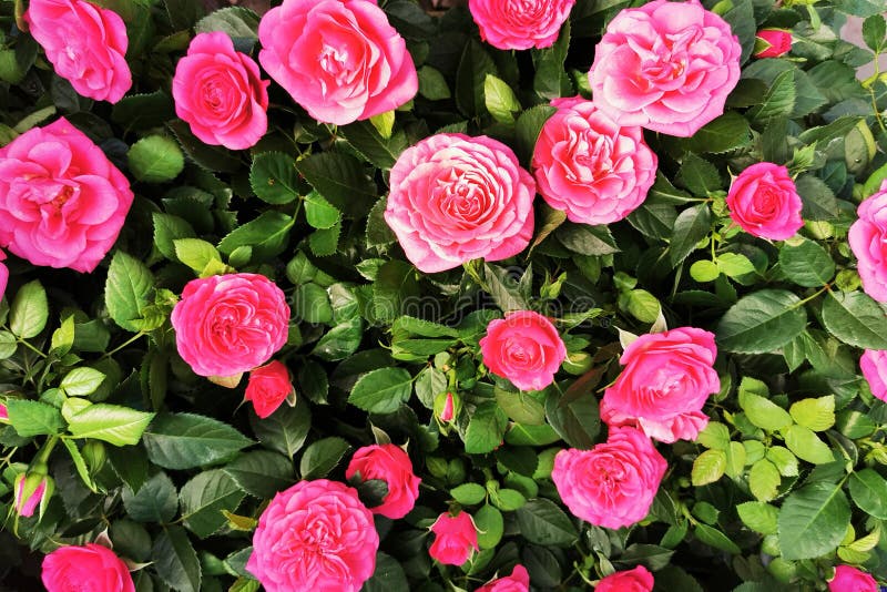 Fresh rose flower texture stock photo. Image of flower - 213718964