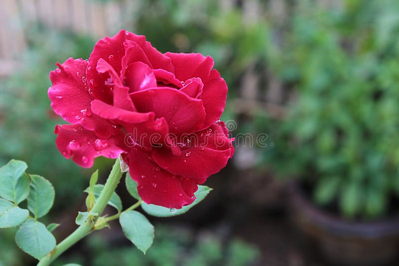 Fresh Rose in Garden Background Stock Image - Image of botanic, flowers ...
