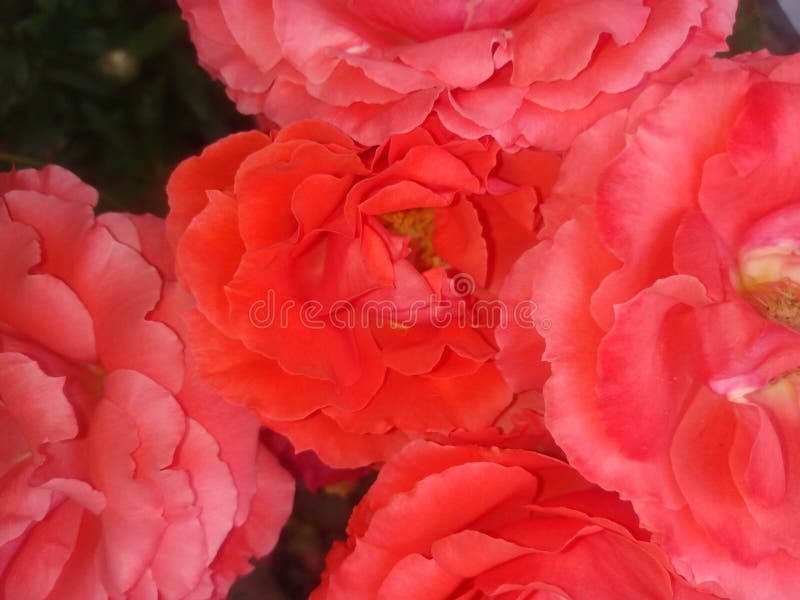 Fresh Rose original photo stock image. Image of original - 188438115