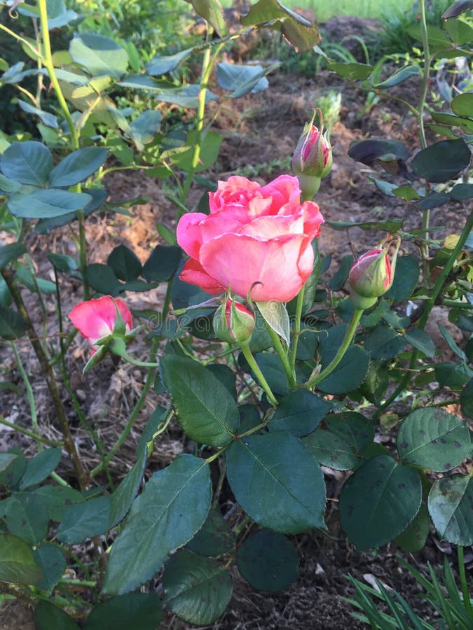 A Fresh Rose from Rural East Texas Stock Photo - Image of glancing ...