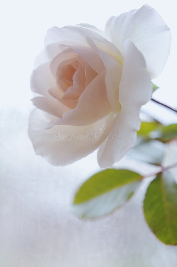 Fresh rose in soft light stock photo. Image of bouquet - 39009772