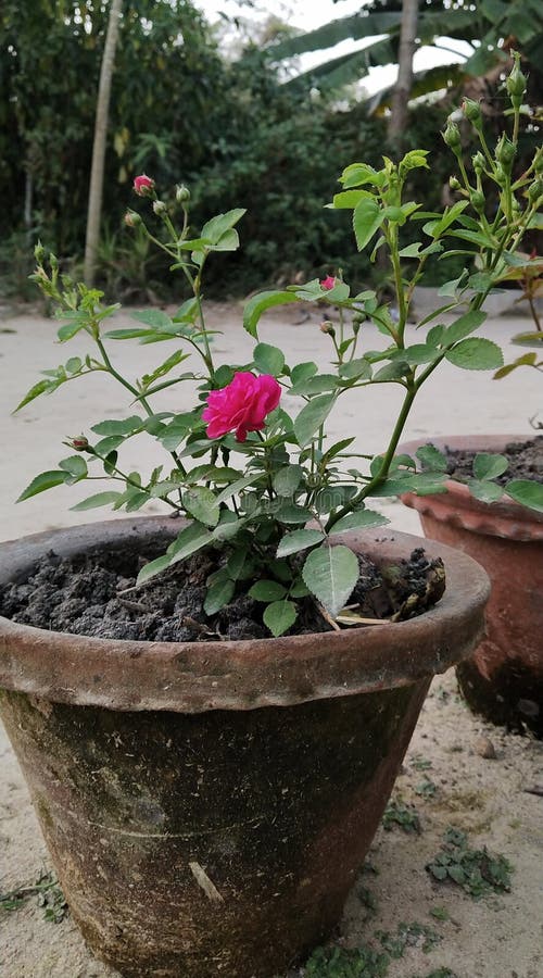 Fresh Rose stock photo. Image of fresh, colour, pink - 135598572