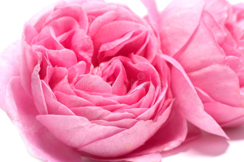 Fresh Rose stock image. Image of roses, southern, flower - 80677867