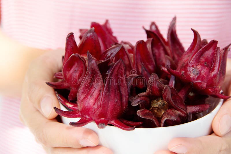 Fresh roselle flower stock image. Image of pill, bush - 48759677