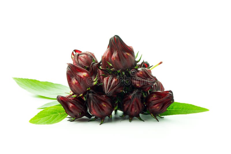 Roselle Fruit Plant with Flower Stock Photo - Image of bush, macro ...