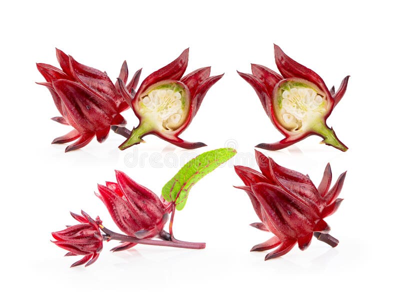 Roselle Hibiscus on White Background Stock Photo - Image of sweet ...