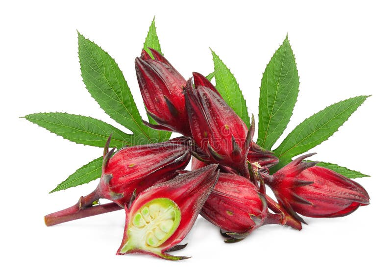 Fresh Roselle with Leaf Isolated on White Stock Photo - Image of garden ...