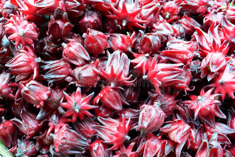 Fresh Roselle , Roselle Texture Stock Image - Image of nature, flavor ...