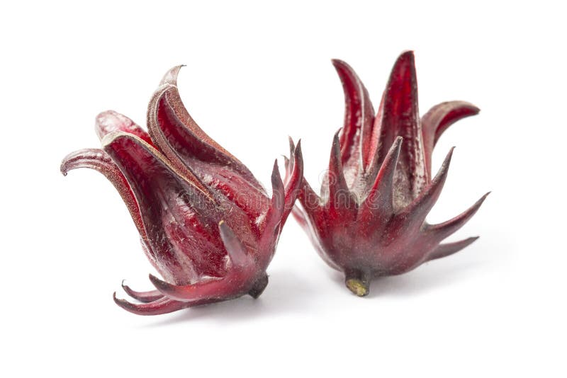 Fresh Roselle stock photo. Image of healthy, white, aromatic - 47535718