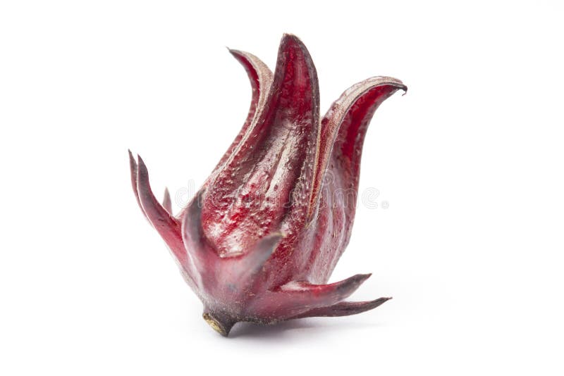 Fresh Roselle stock photo. Image of hibiscus, thailand - 47535792