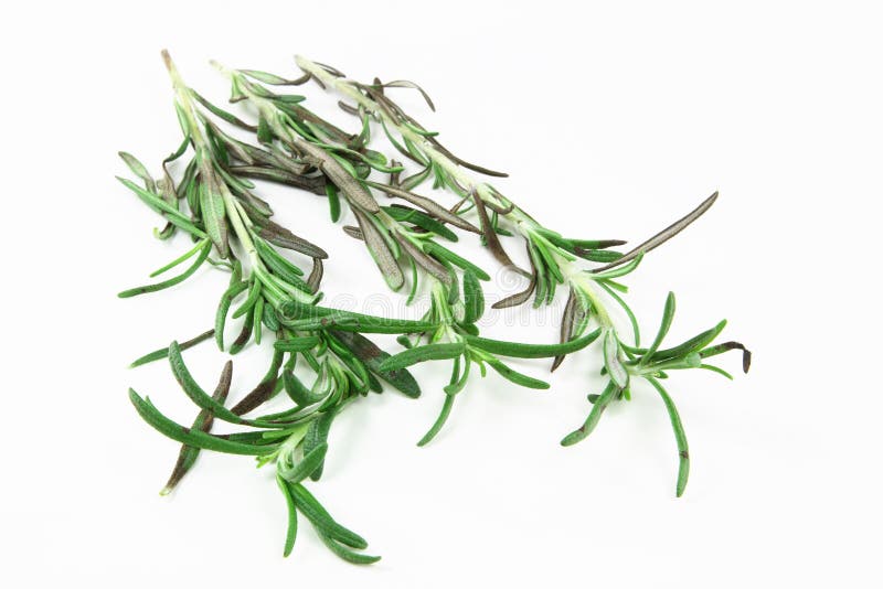 Fresh Rosemary. stock image. Image of flora, botany, stalk - 12139163