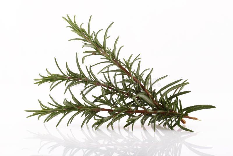 Fresh rosemary stock image. Image of vegetarian, twig - 7044597