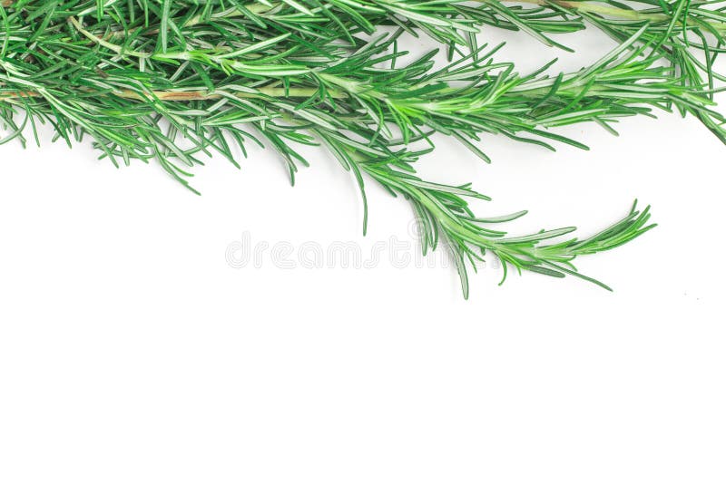 Fresh Rosemary Frame stock image. Image of healthy, rosemary - 77940115