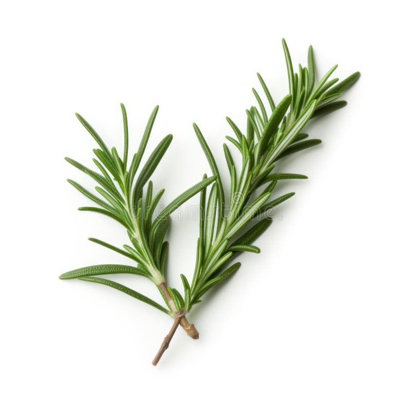 Fresh Rosemary Sprigs on Isolated Background for Culinary. Organic ...