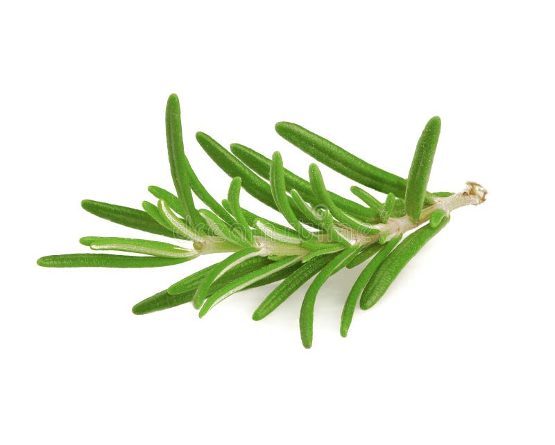 Fresh Rosemary on White Background Stock Photo - Image of object, sprig ...