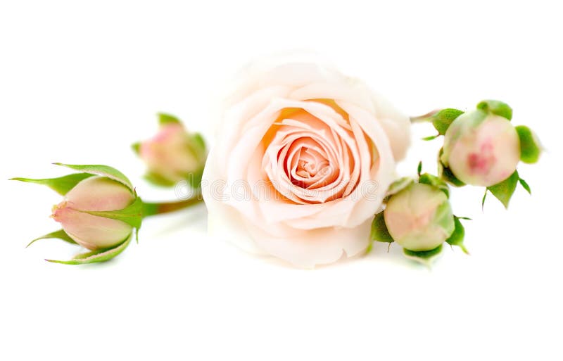 Fresh roses frame stock photo. Image of floral, copy - 18632164