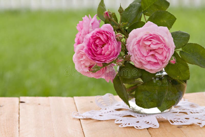 Fresh roses stock image. Image of petal, spring, celebration - 24168619