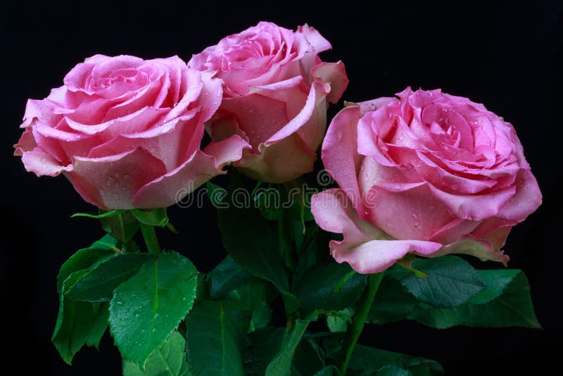 Fresh Roses on a Black Background Close-up Stock Image - Image of ...