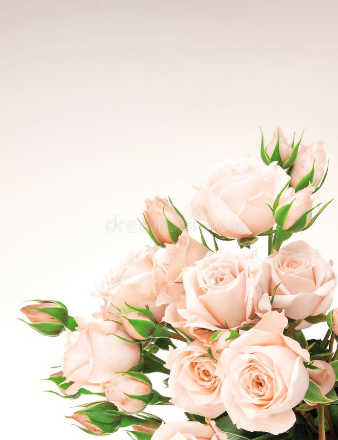 Fresh roses border stock image. Image of frame, border - 18180669