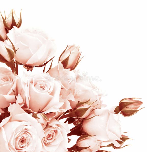 Fresh roses border stock photo. Image of isolated, mothers - 23501194