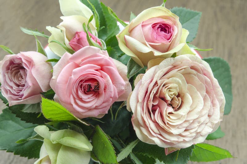 Fresh roses stock photo. Image of fresh, floral, aromatic - 60091518