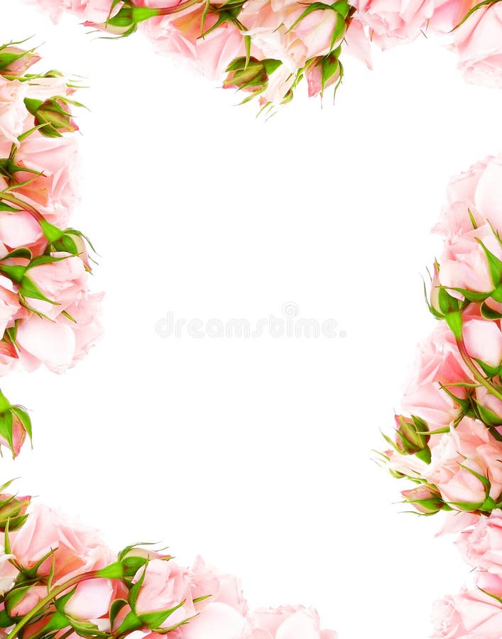 Fresh roses frame stock photo. Image of floral, copy - 18632164