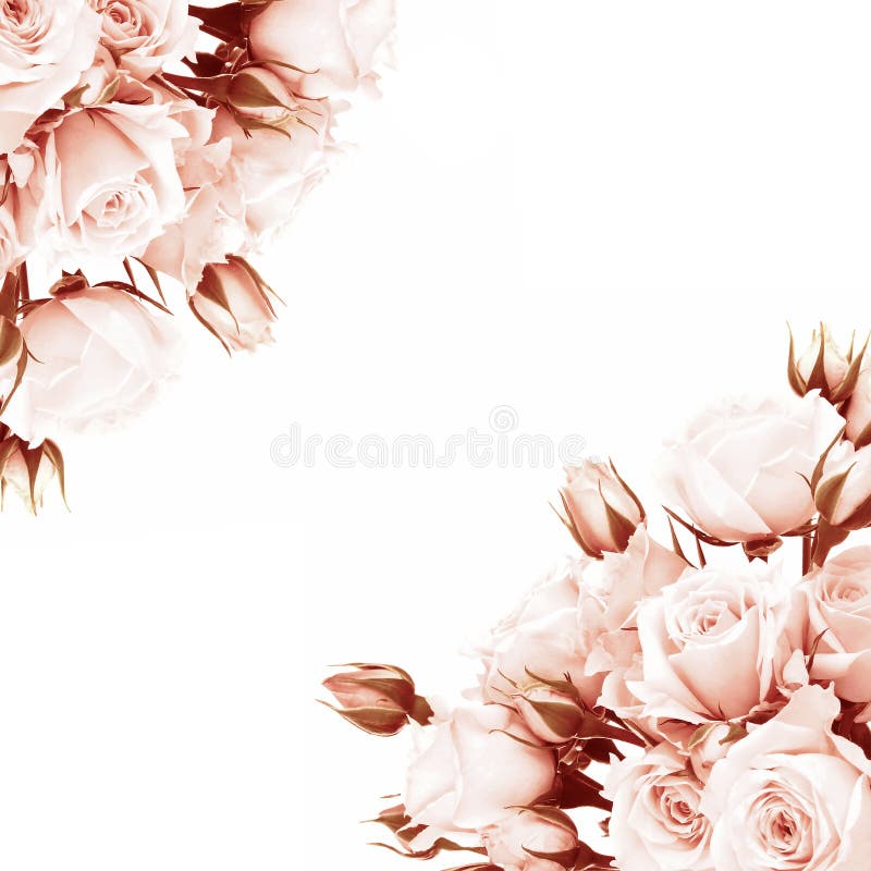 Watercolor Spring Floral Header with Hand Painted Blush Pink Roses and ...