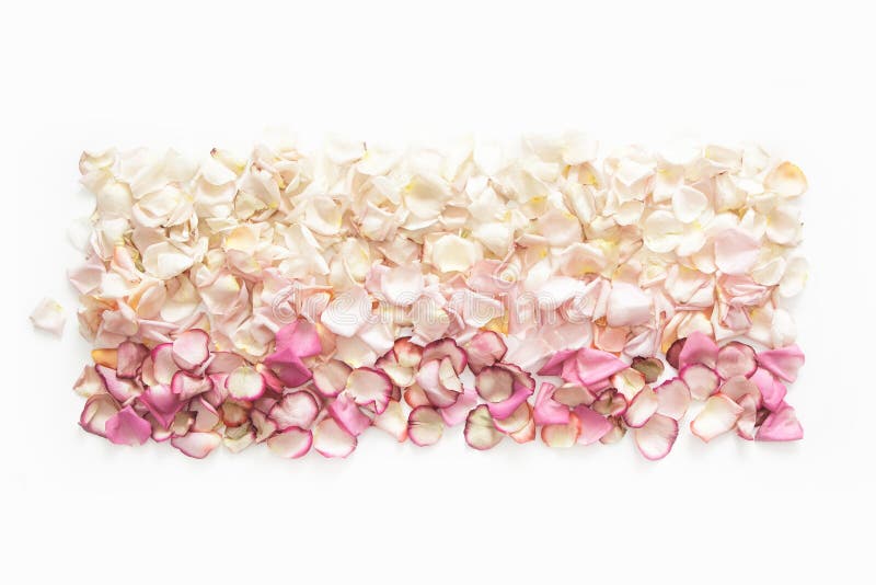 Fresh Roses Petals in Gradient of Pink and White Colors on White ...