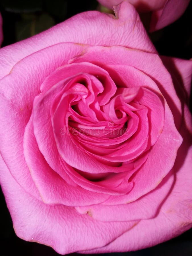 Fresh rosy rose stock photo. Image of bouquet, freshly - 182834930