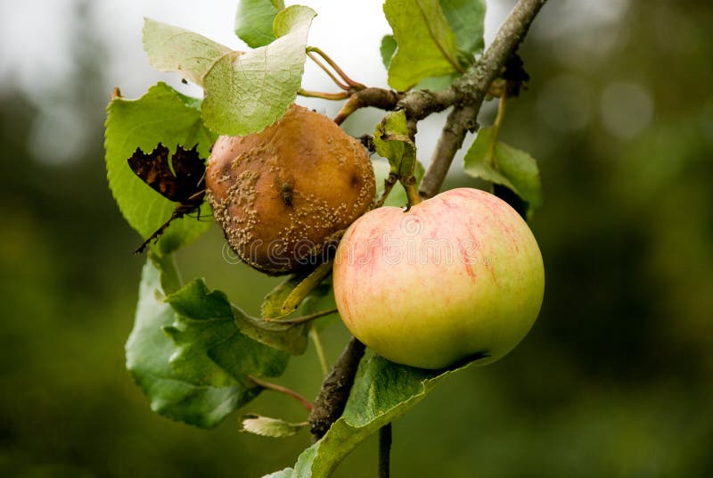 Fresh and Rotten stock photo. Image of differ, fruit, delicious - 7954698