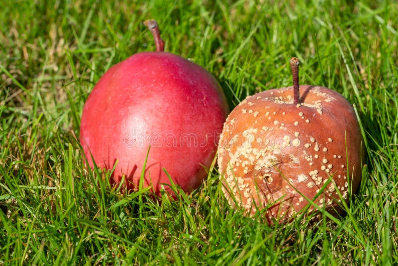 Fresh and Rotten Apple Contrast Stock Image - Image of process, organic ...