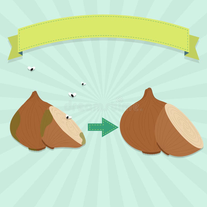 Fresh and rotten onion stock vector. Illustration of arrow - 149892557