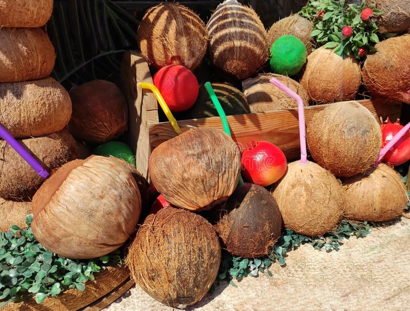Fresh Round Brown Coconuts in the Shop Window Stock Photo - Image of ...