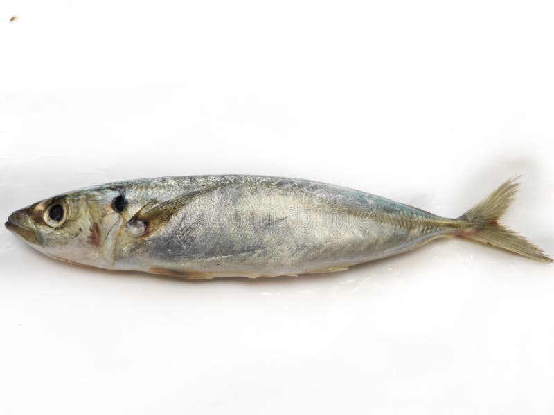 Fresh Round Scad Fish Isolated on White Background.Selective Focus ...