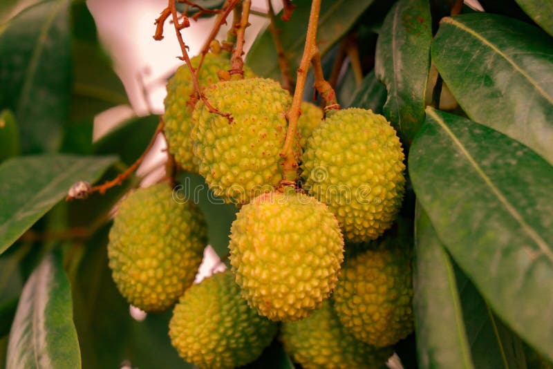 Bunch of Lychee Hanging on Tree with Leaves and Branches Stock Image ...
