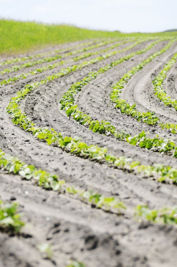 Fresh Rows of Bean Crops Outside in Midwest, Unired States Stock Photo ...