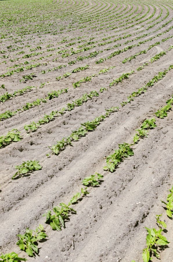 Fresh Rows of Bean Crops Outside in Midwest, United States Stock Photo ...