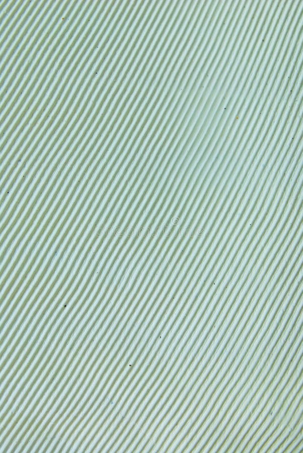 107 Fresh Rubber Sheet Texture Stock Photos - Free & Royalty-Free Stock ...