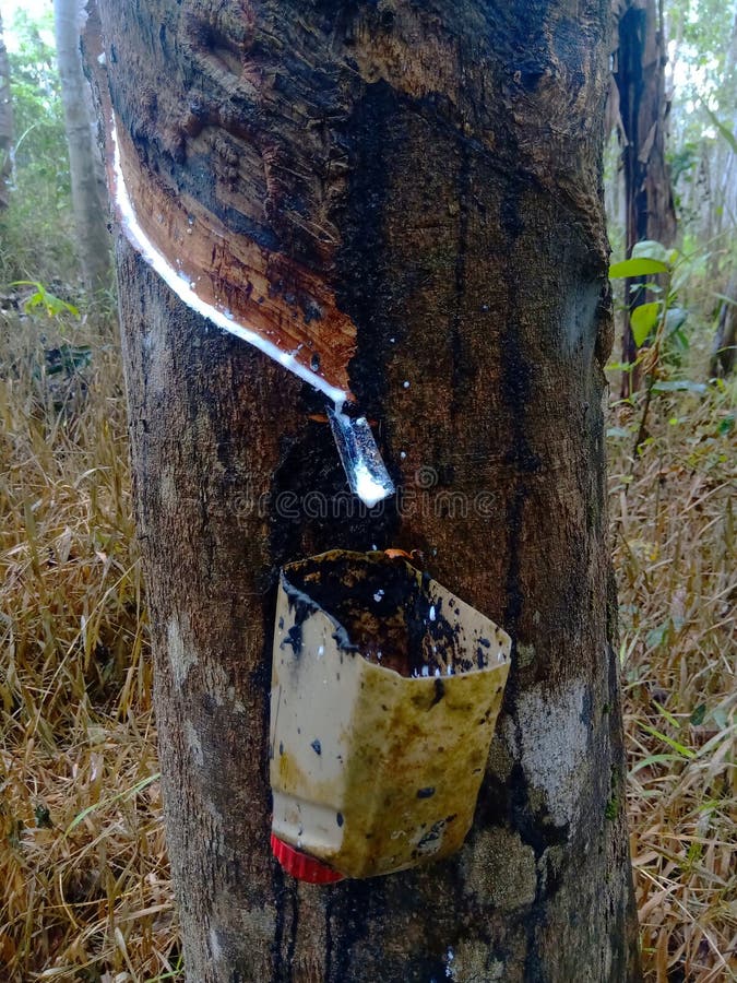 The Fresh Rubber Tree Sap is Collected in a Bowl. Latex Stock Photo ...