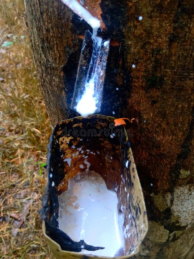 The Fresh Rubber Tree Sap is Collected in a Bowl. Latex Stock Photo ...